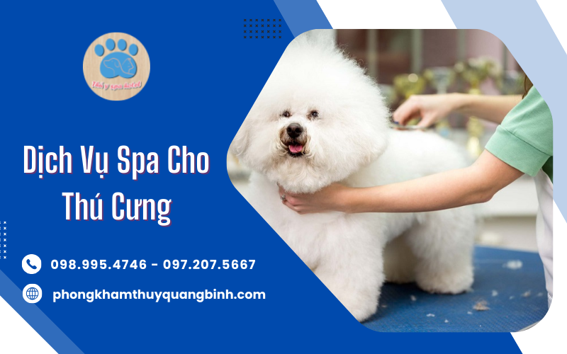 Dịch vụ Spa cho thú cưng uy tín và chuyên nghiệp từ A-Z